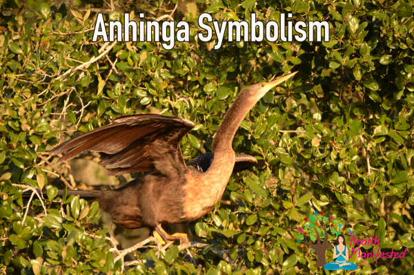 Anhinga Symbolism - Health Manifested