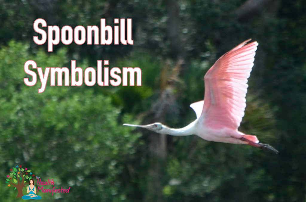 Spoonbill Symbolism - Health Manifested
