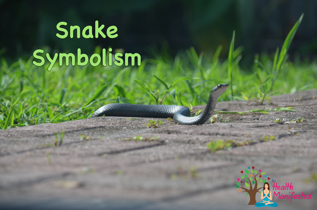 Snake Symbolism - Health Manifested