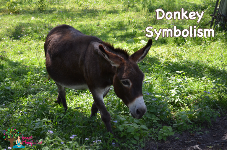 Donkey Symbolism - Health Manifested